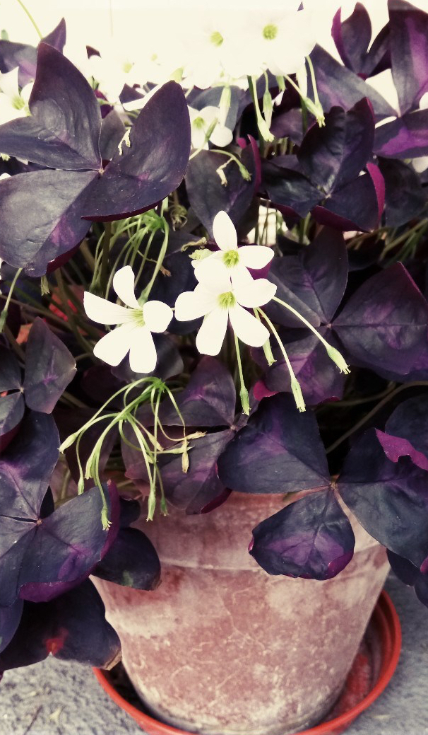 Oxalis Triangularis: the indoor/outdoor houseplant – HOUSE PLANT HOUSE