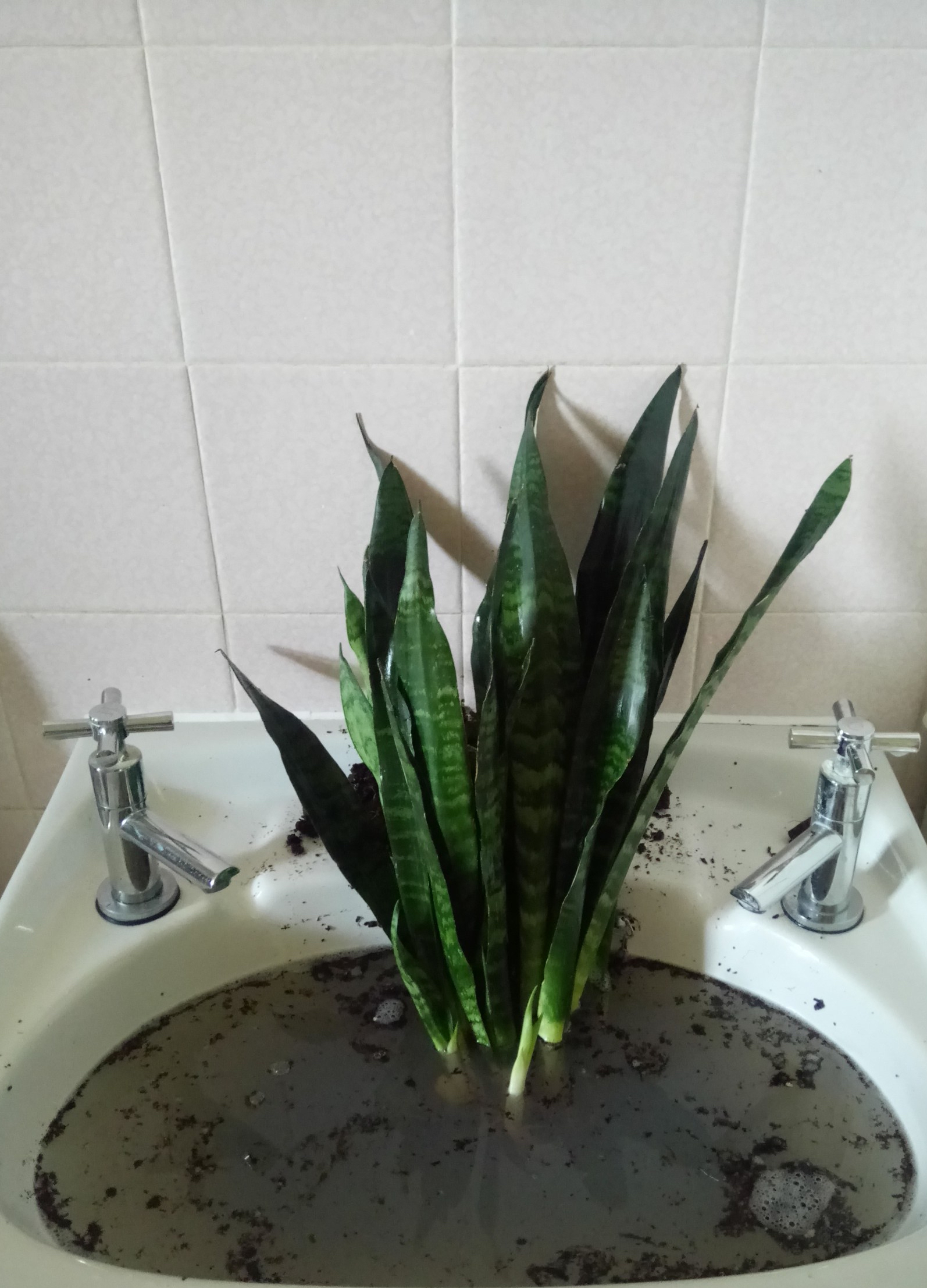 Lets talk about: plants and pests – HOUSE PLANT HOUSE