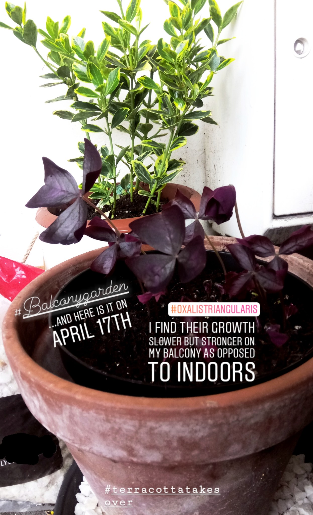 Oxalis triangularis: dormancy care guide – HOUSE PLANT HOUSE