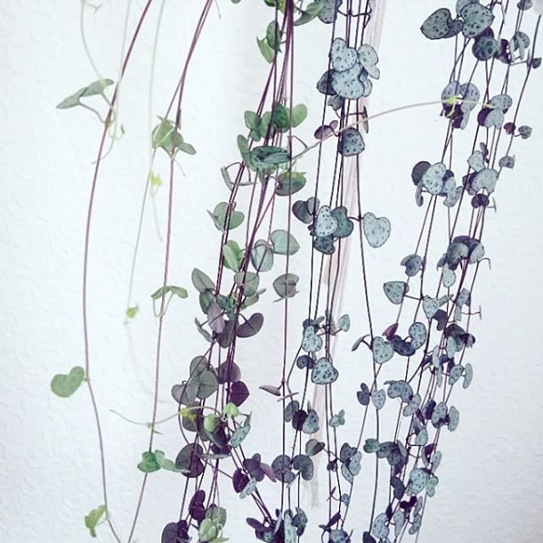 Growing string of hearts: Ceropegia woodii Care Guide – HOUSE PLANT HOUSE