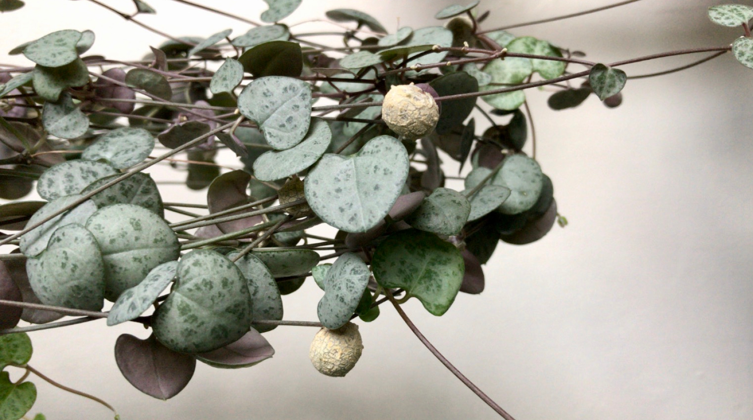Growing string of hearts: Ceropegia woodii Care Guide – HOUSE PLANT HOUSE