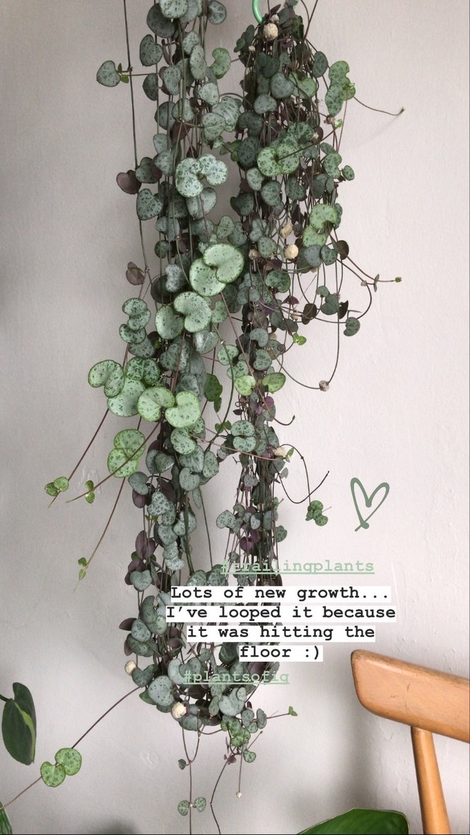 Growing string of hearts: Ceropegia woodii Care Guide – HOUSE PLANT HOUSE