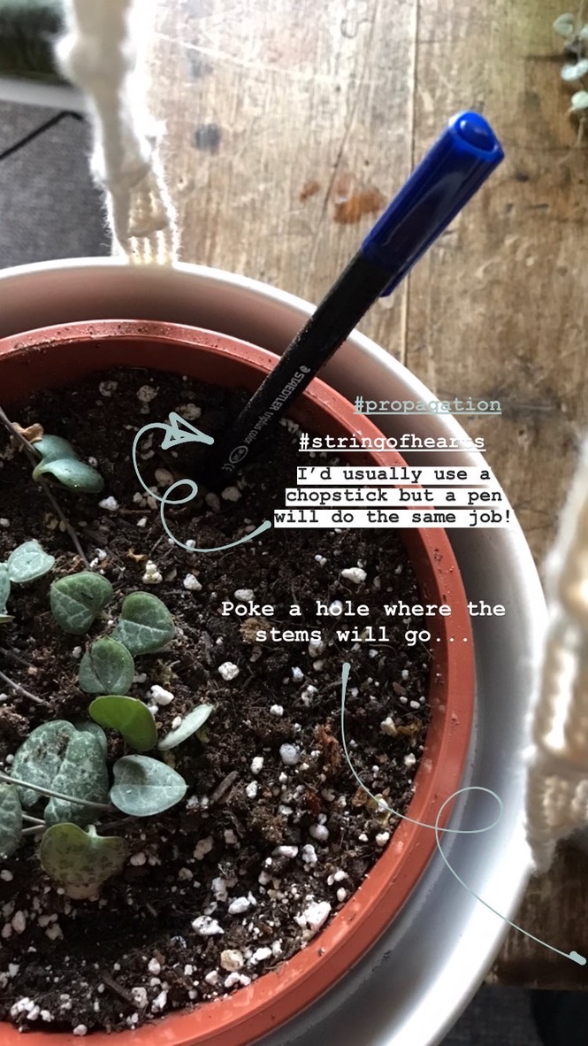 Growing string of hearts: Ceropegia woodii Care Guide – HOUSE PLANT HOUSE