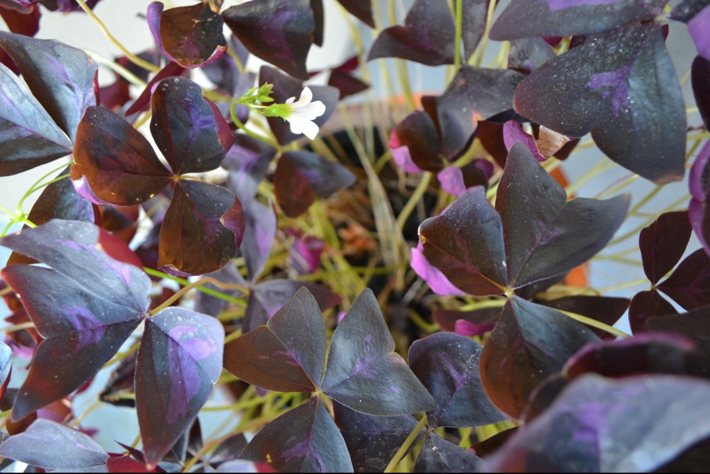 Oxalis triangularis: dormancy care guide – HOUSE PLANT HOUSE