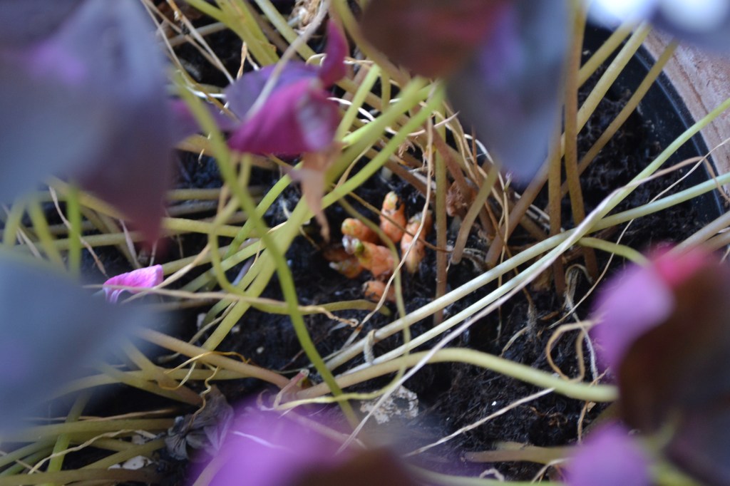 Oxalis triangularis: dormancy care guide – HOUSE PLANT HOUSE