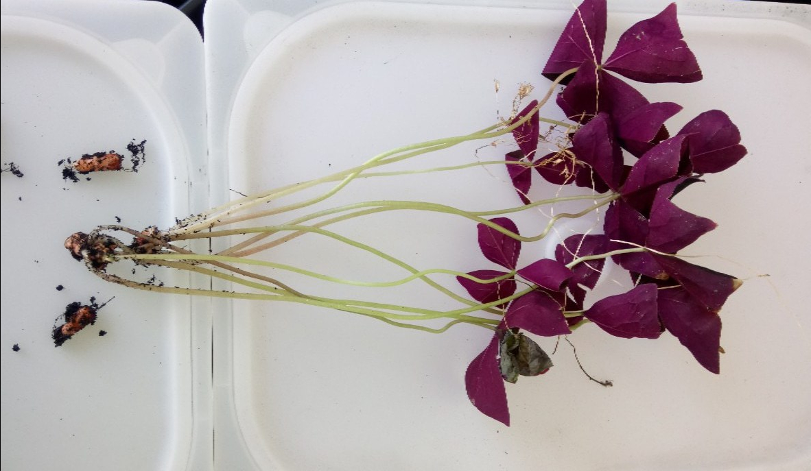 Oxalis triangularis: dormancy care guide – HOUSE PLANT HOUSE