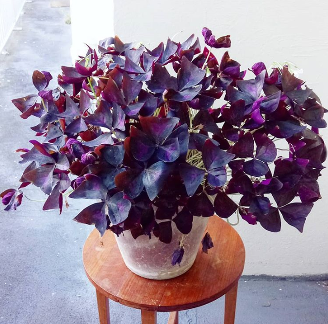 Oxalis triangularis: dormancy care guide – HOUSE PLANT HOUSE