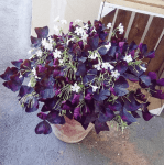 Oxalis triangularis: dormancy care guide – HOUSE PLANT HOUSE