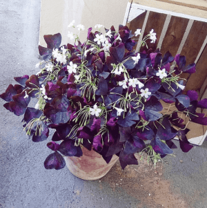 Oxalis triangularis: dormancy care guide – HOUSE PLANT HOUSE