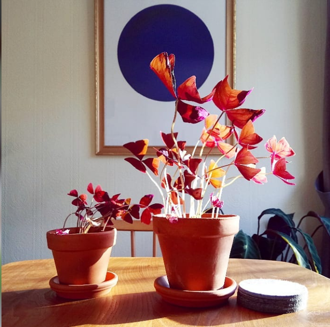 Oxalis triangularis: dormancy care guide – HOUSE PLANT HOUSE