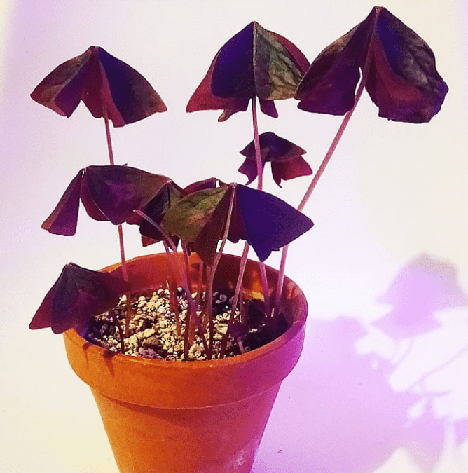 Oxalis triangularis: dormancy care guide – HOUSE PLANT HOUSE