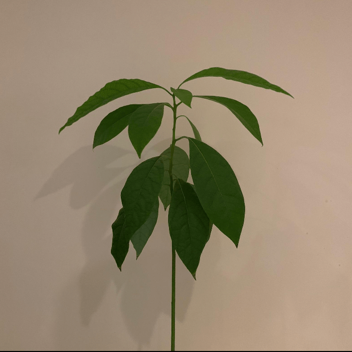 Avocado growing: Why everyone should grow an avocado plant – HOUSE ...