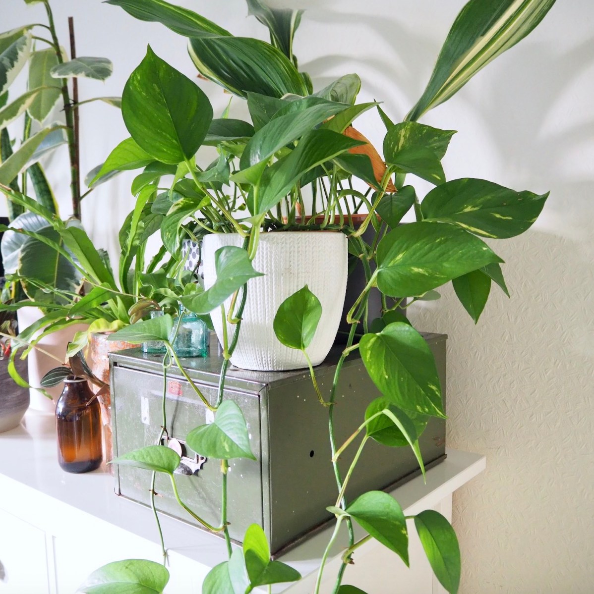 Pothos varieties: identification guide + care tips – HOUSE PLANT HOUSE