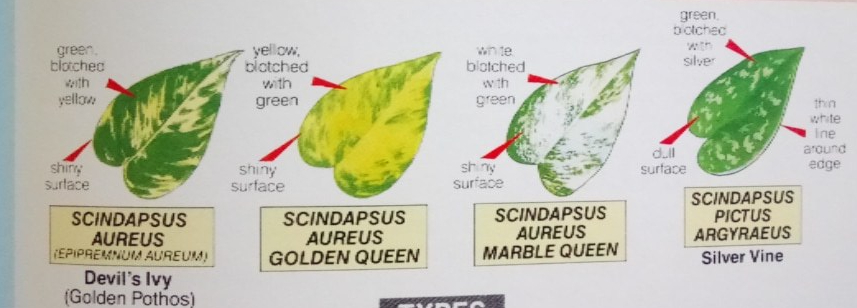 Pothos varieties: identification guide + care tips – HOUSE PLANT HOUSE