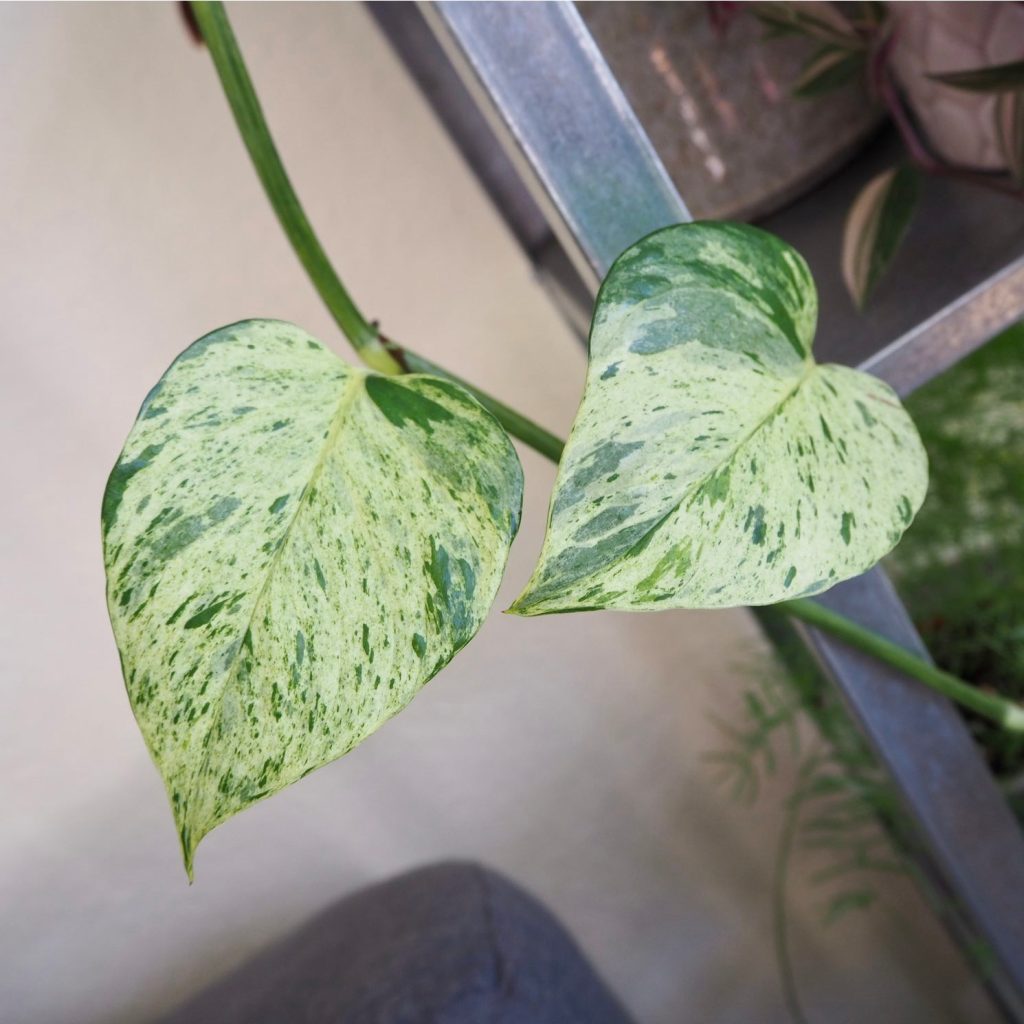 Pothos varieties: identification guide + care tips – HOUSE PLANT HOUSE