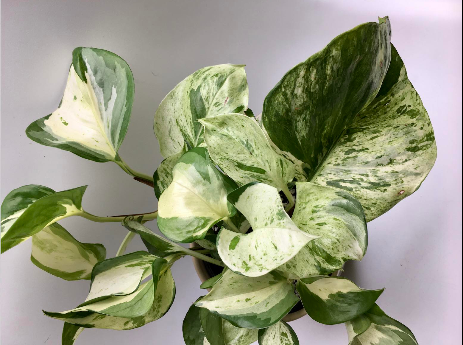 Pothos varieties: identification guide + care tips – HOUSE PLANT HOUSE