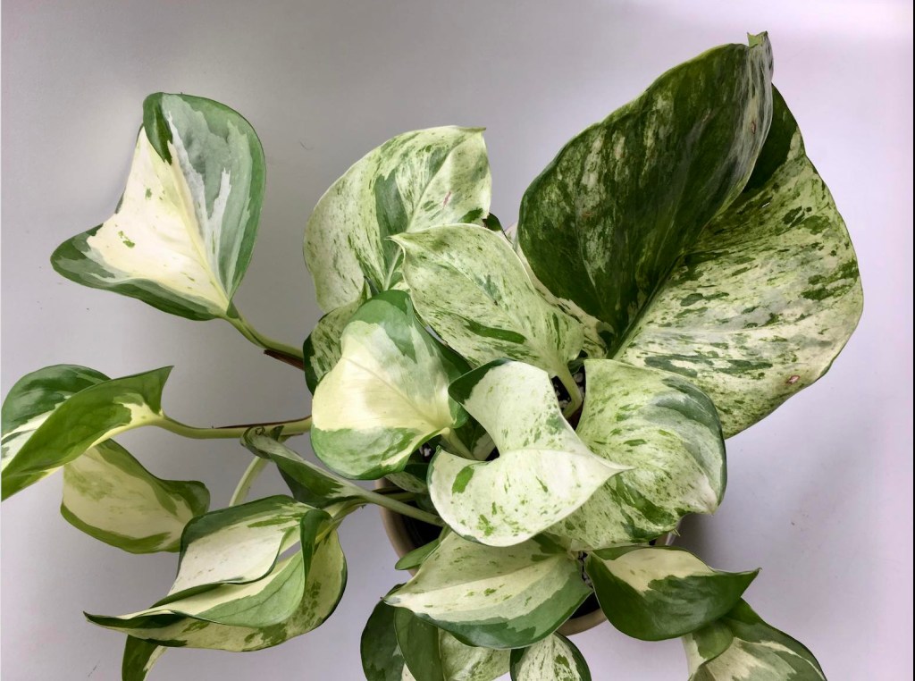 Pothos varieties: identification guide + care tips – HOUSE PLANT HOUSE