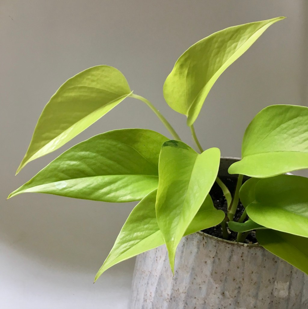 Pothos varieties: identification guide + care tips – HOUSE PLANT HOUSE