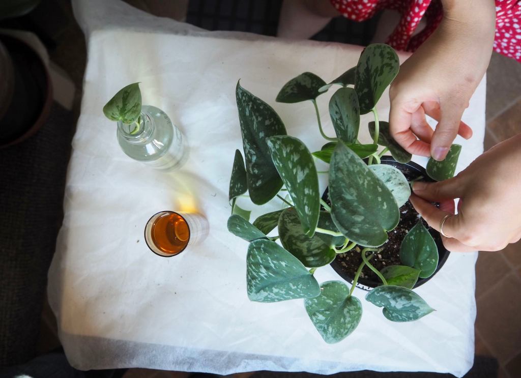 Pothos varieties: identification guide + care tips – HOUSE PLANT HOUSE