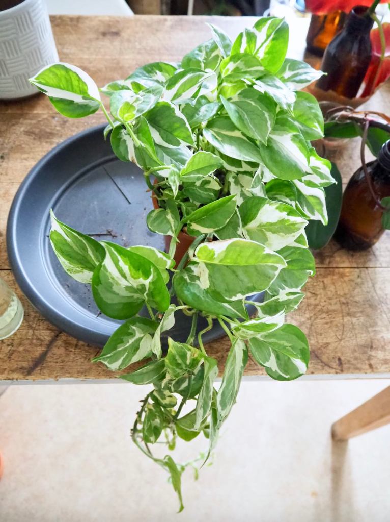 Pothos varieties: identification guide + care tips – HOUSE PLANT HOUSE
