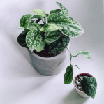 Pothos varieties: identification guide + care tips – HOUSE PLANT HOUSE