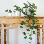 Pothos varieties: identification guide + care tips – HOUSE PLANT HOUSE