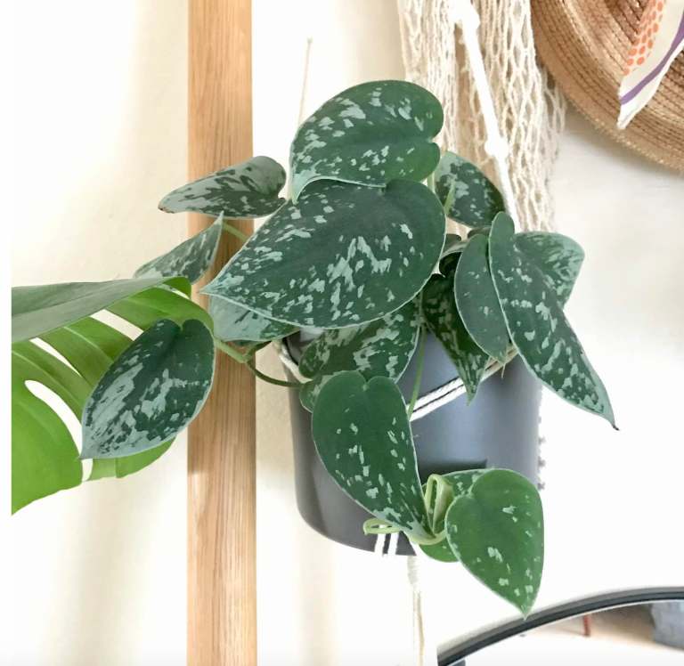 Pothos varieties: identification guide + care tips – HOUSE PLANT HOUSE