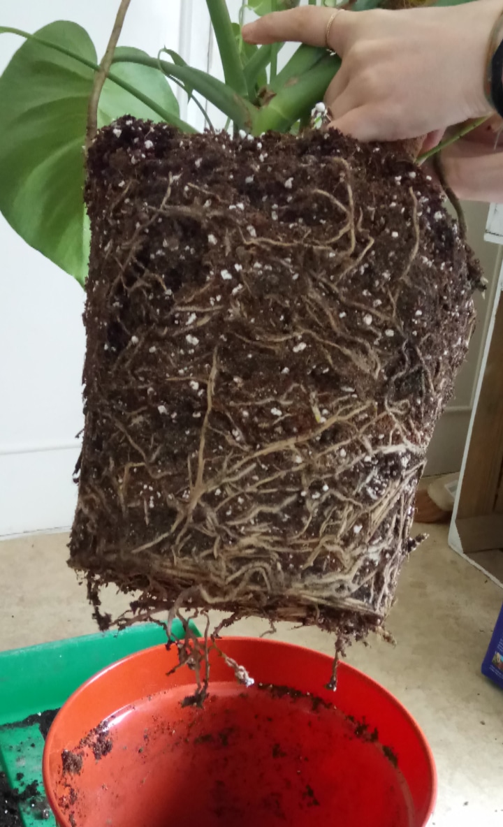 Monstera madness: a repotting guide – HOUSE PLANT HOUSE