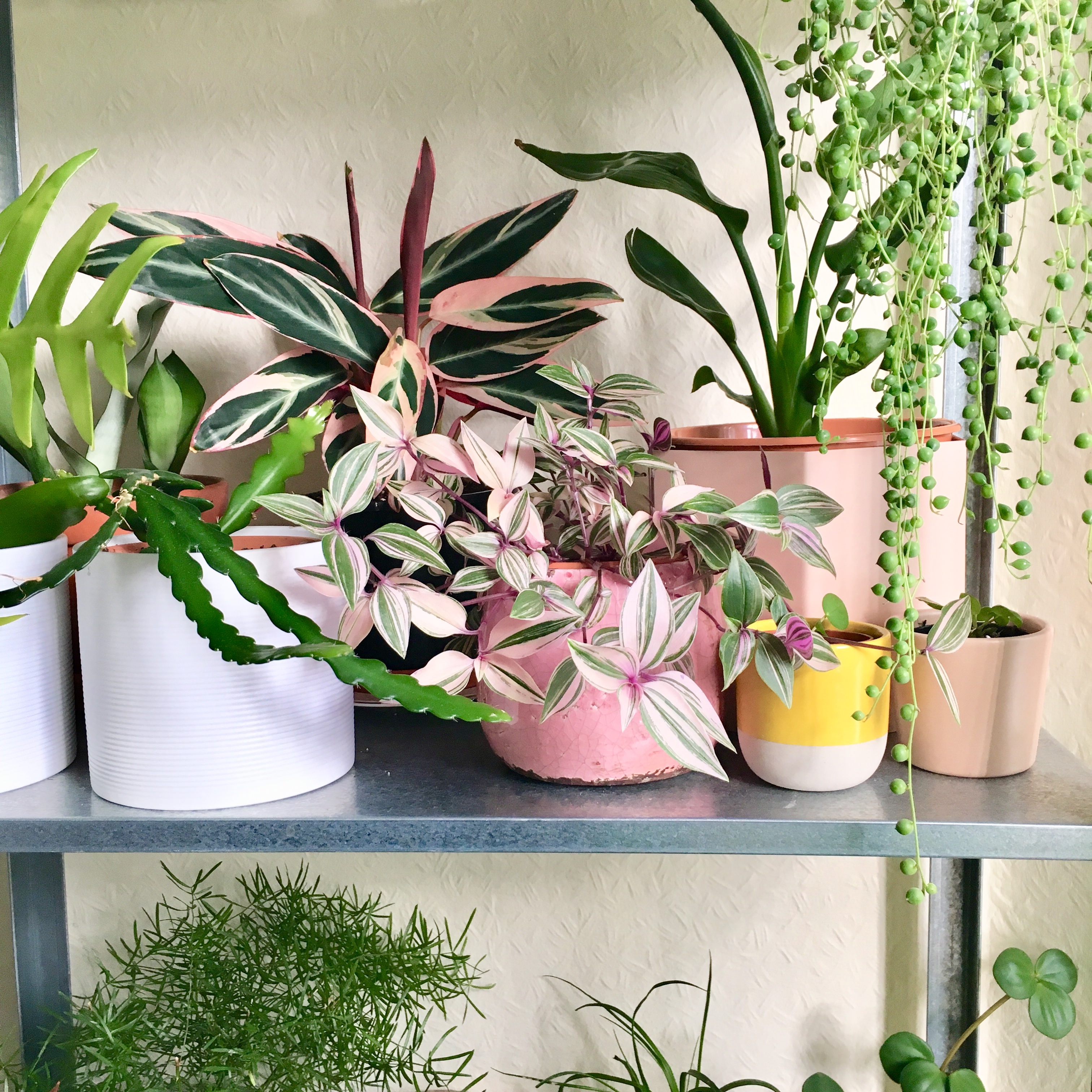 How to feed your houseplants – HOUSE PLANT HOUSE