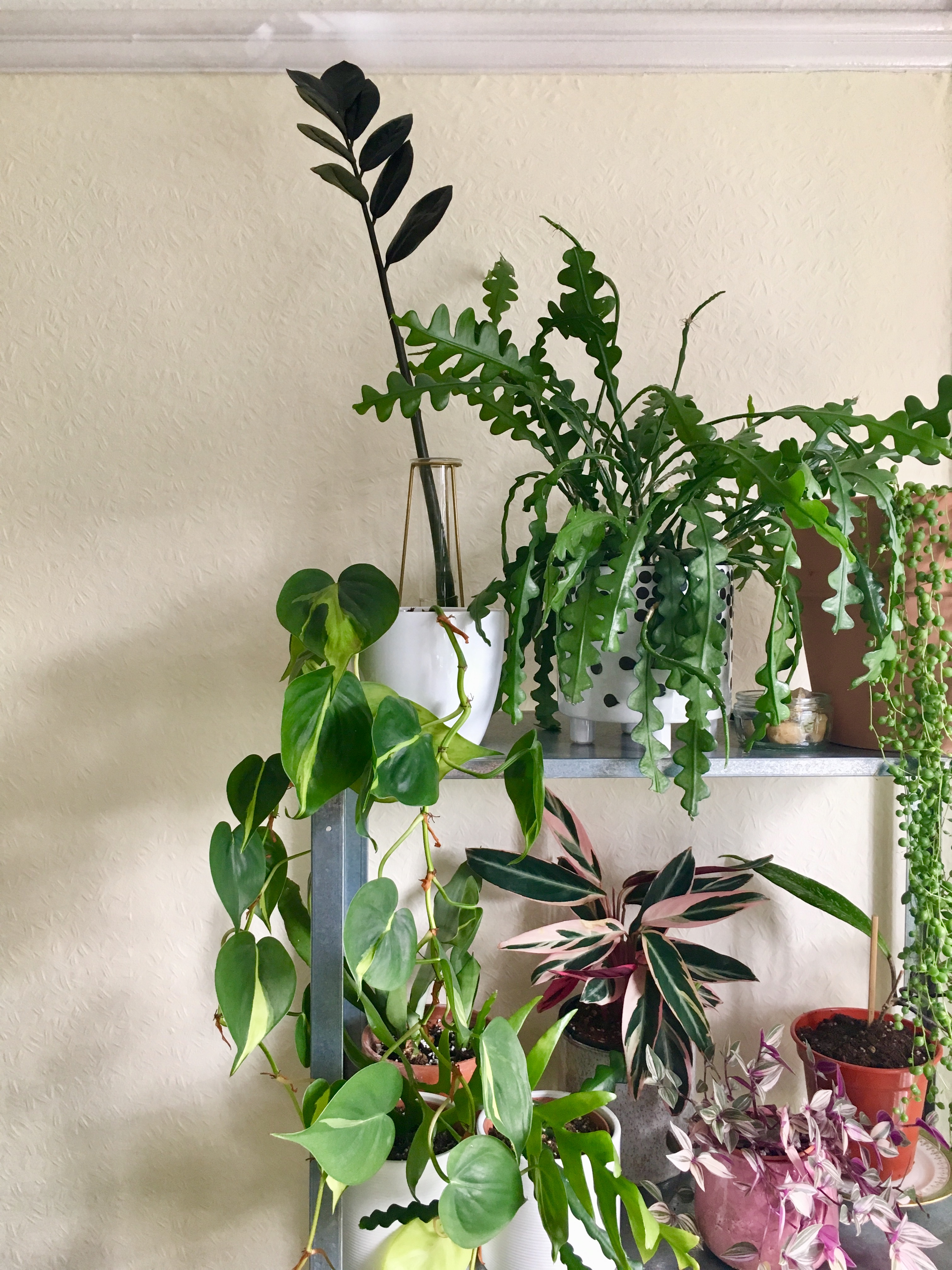 How to feed your houseplants – HOUSE PLANT HOUSE