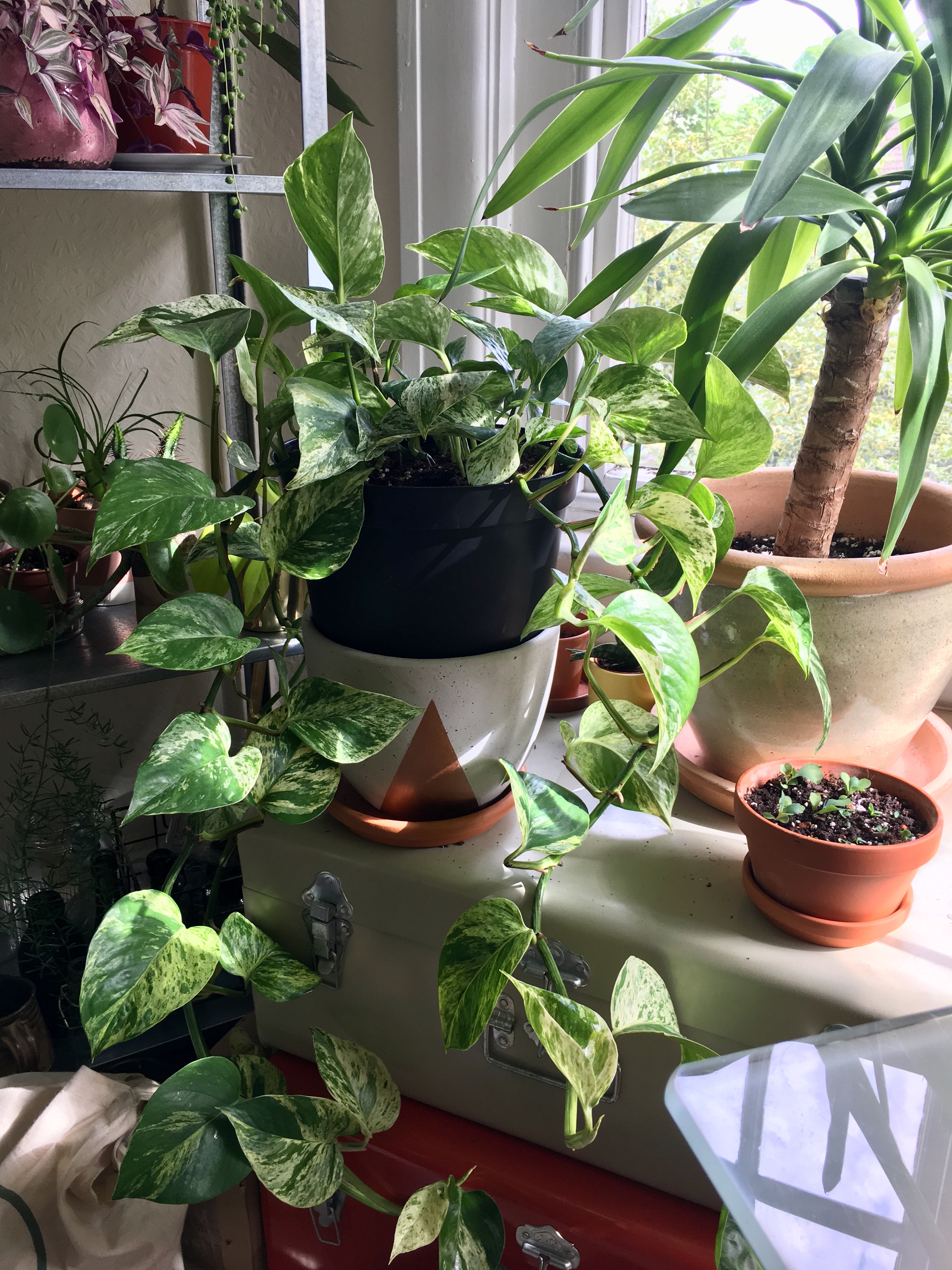 How to feed your houseplants – HOUSE PLANT HOUSE