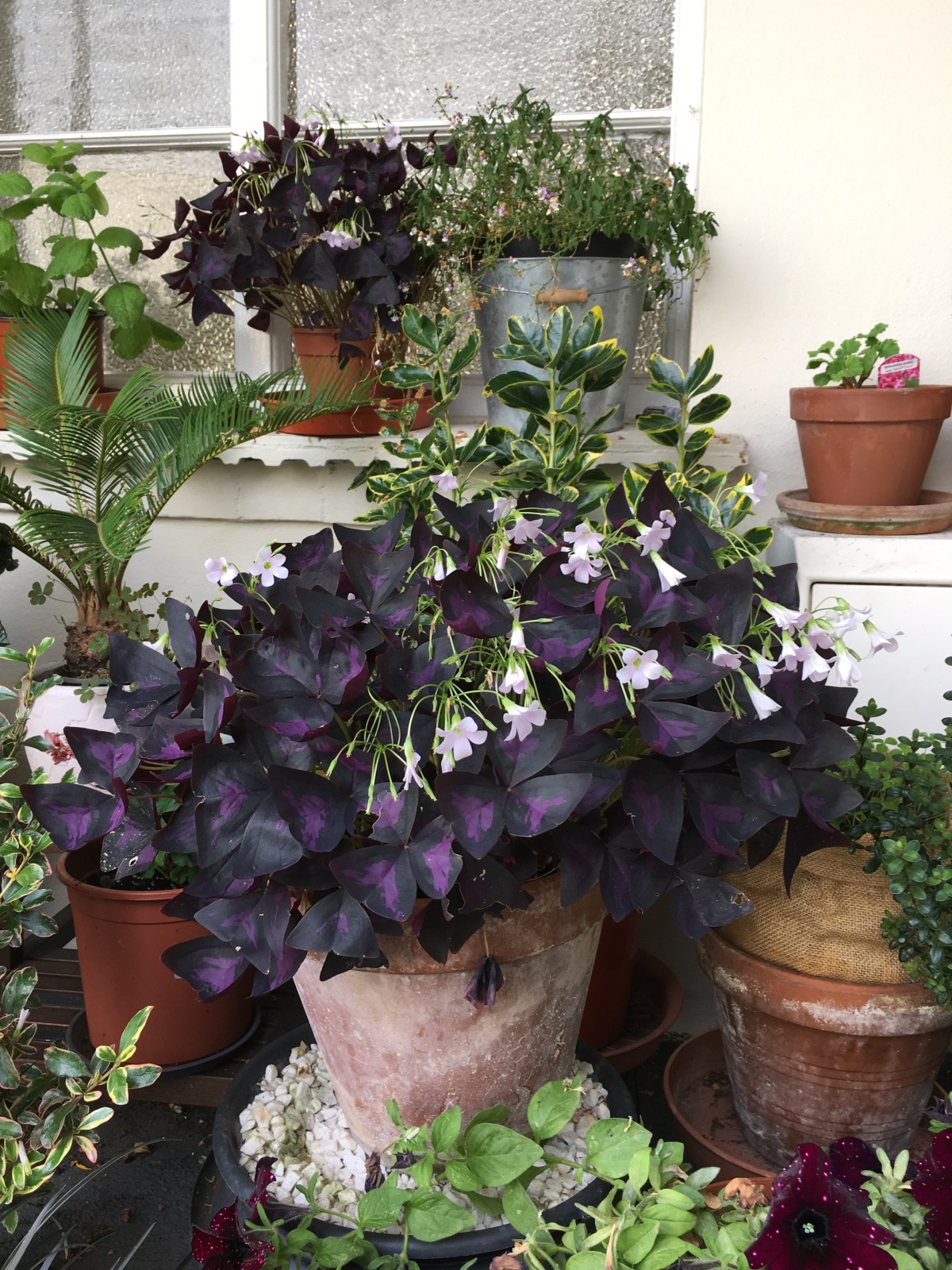 Planting inspiration for small space gardening — Part 2: Plants – HOUSE ...