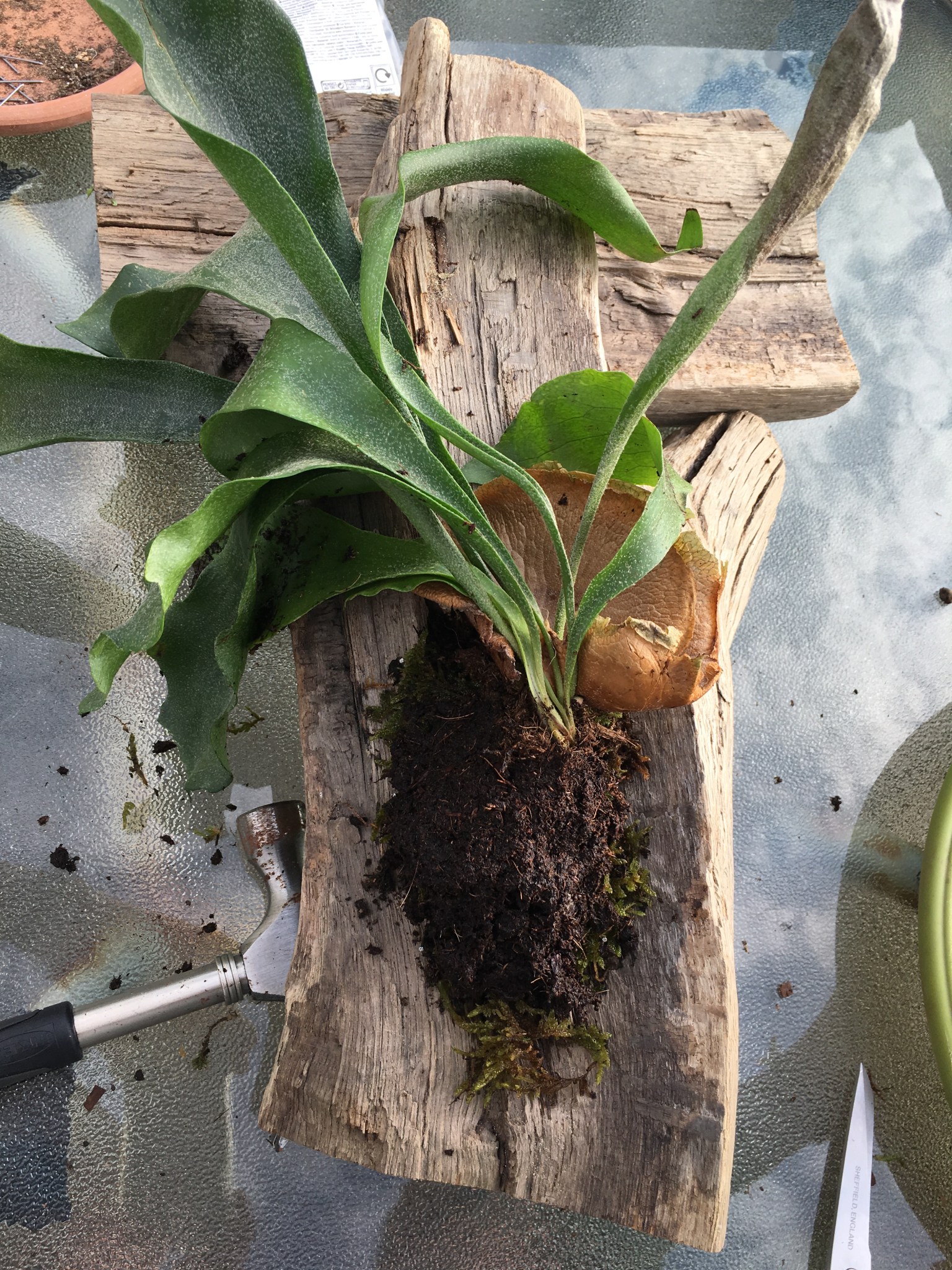 How to mount and care for a staghorn fern – HOUSE PLANT HOUSE