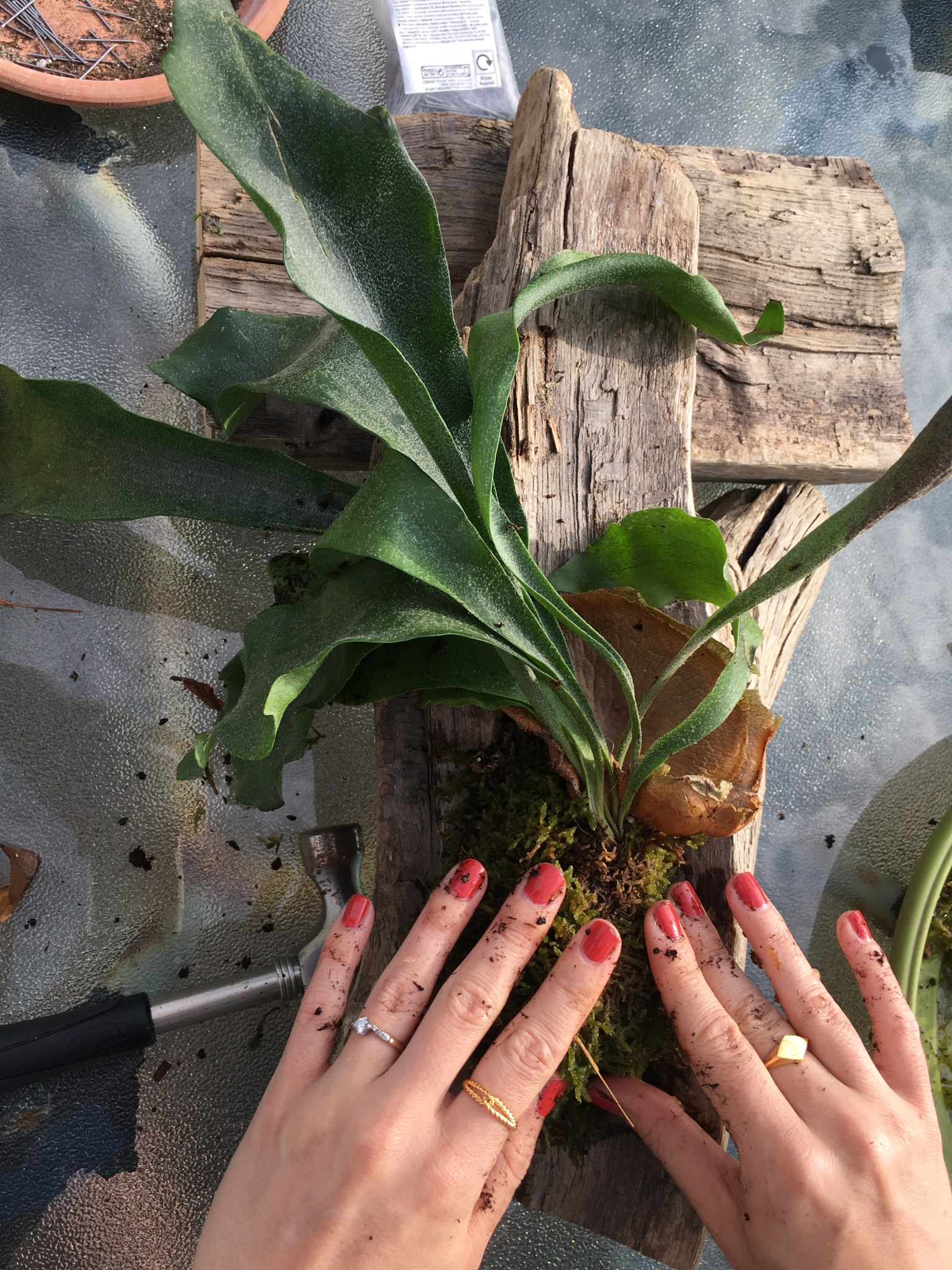 How to mount and care for a staghorn fern – HOUSE PLANT HOUSE