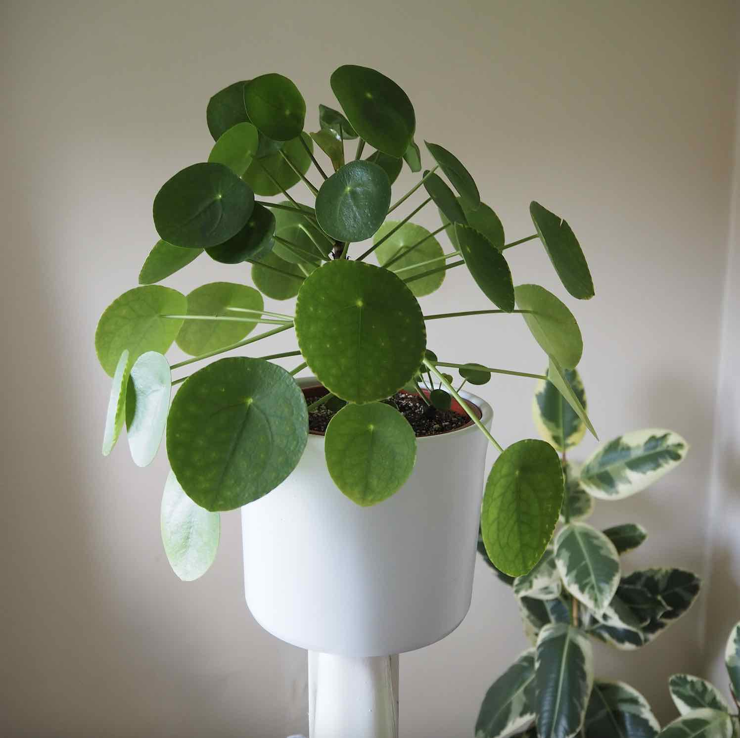 My current Pilea collection (+ growing experiments) – HOUSE PLANT HOUSE