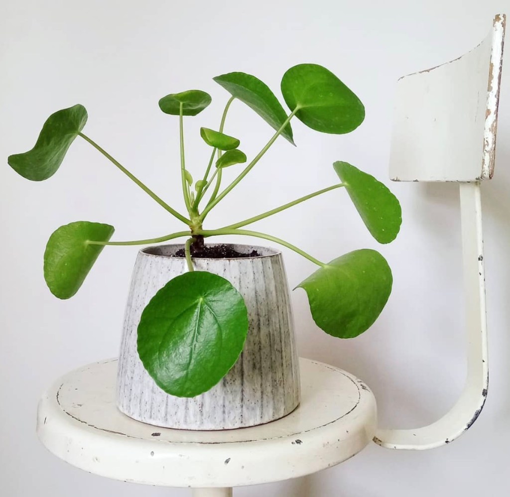Pilea peperomioides Care Guide – HOUSE PLANT HOUSE
