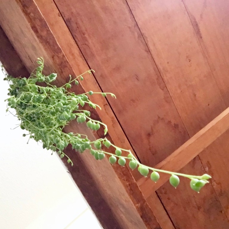 Care + repotting of senecio rowleyanus; aka string of pearls – HOUSE ...