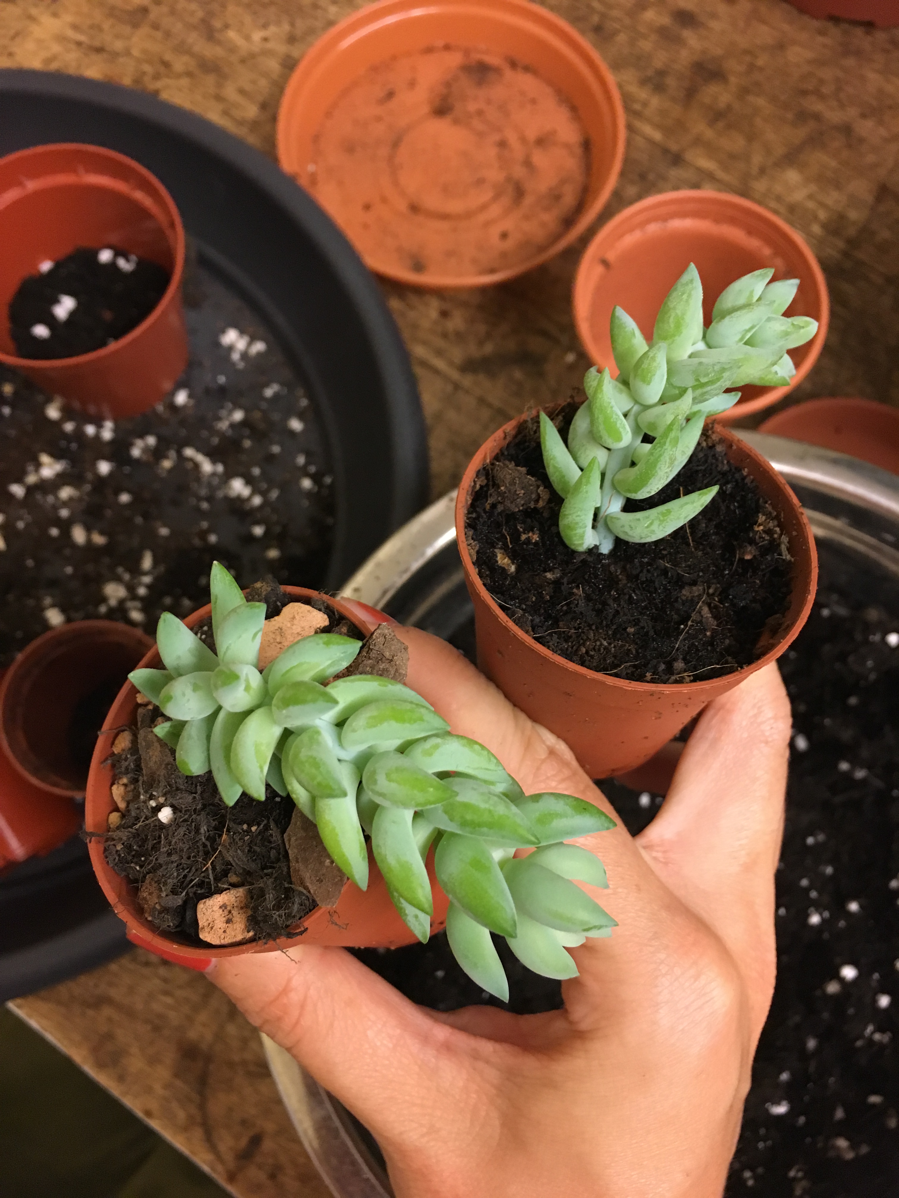 Succulent propagation update – HOUSE PLANT HOUSE
