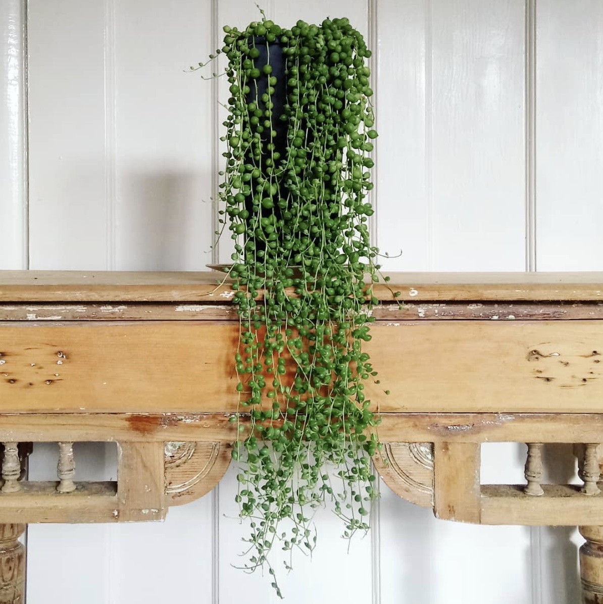 Care + repotting of senecio rowleyanus; aka string of pearls – HOUSE ...