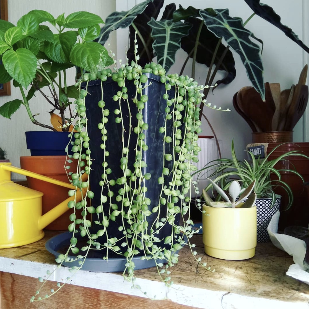 Care + repotting of senecio rowleyanus; aka string of pearls – HOUSE ...