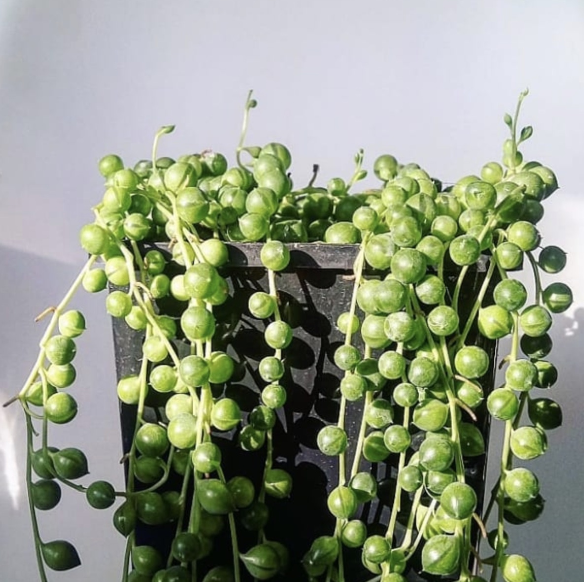Care + repotting of senecio rowleyanus; aka string of pearls – HOUSE ...