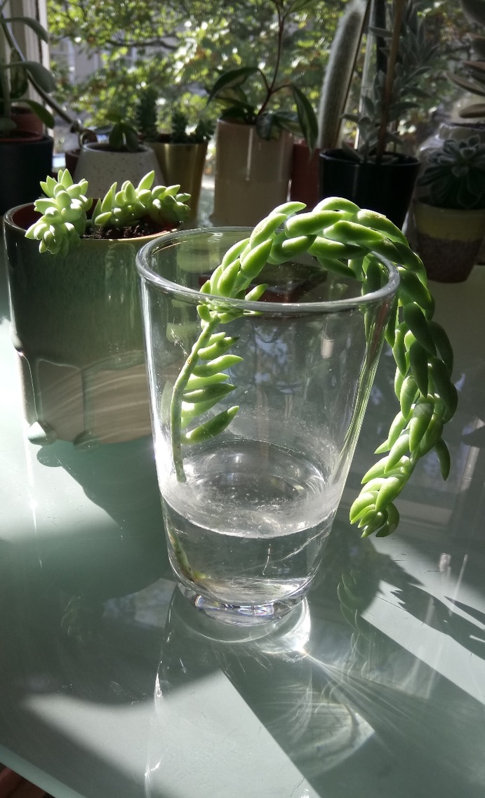 Succulent propagation update – HOUSE PLANT HOUSE