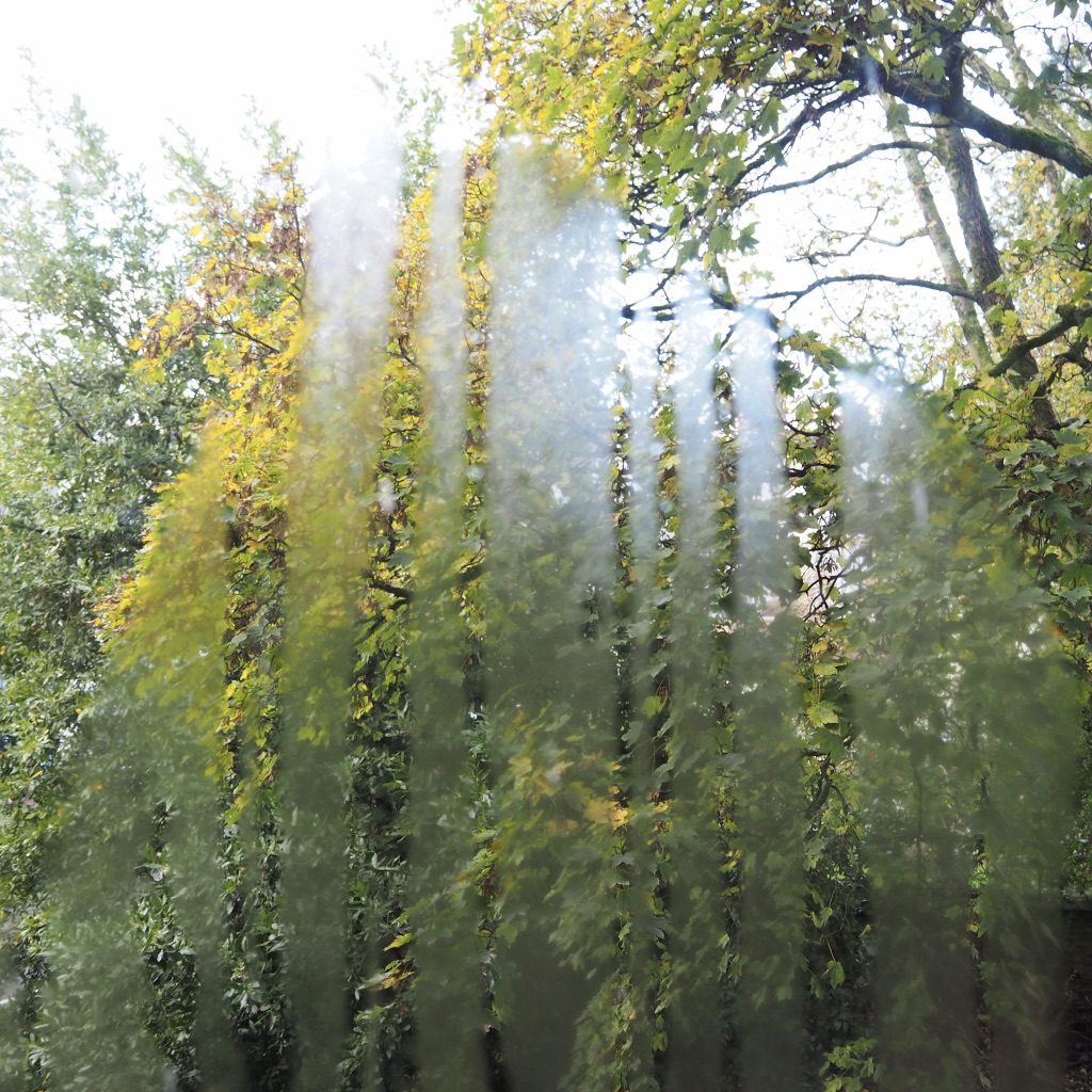 Ephemera – HOUSE PLANT HOUSE