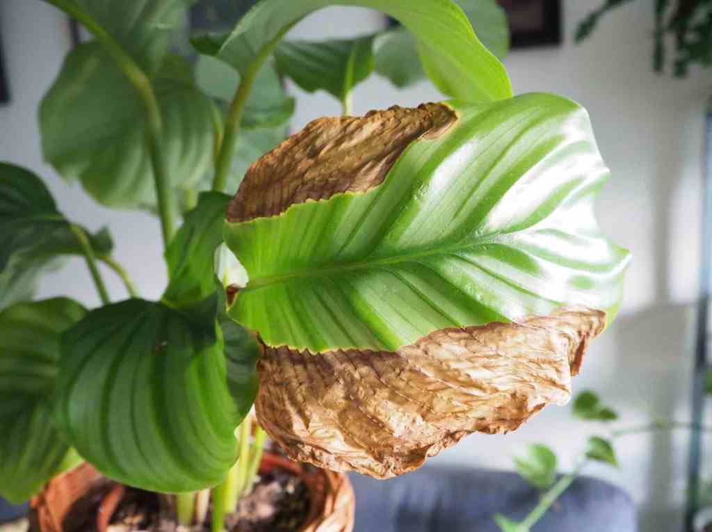 Marantaceae care guide – HOUSE PLANT HOUSE