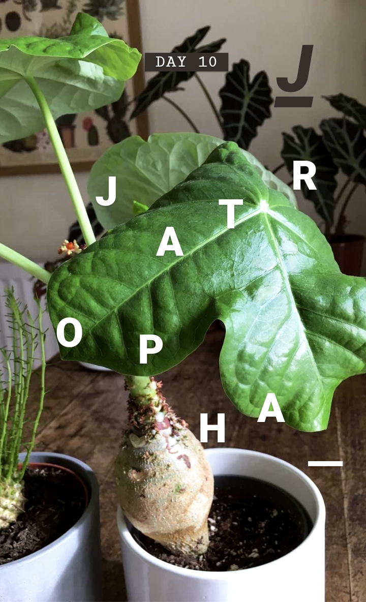 J image – HOUSE PLANT HOUSE