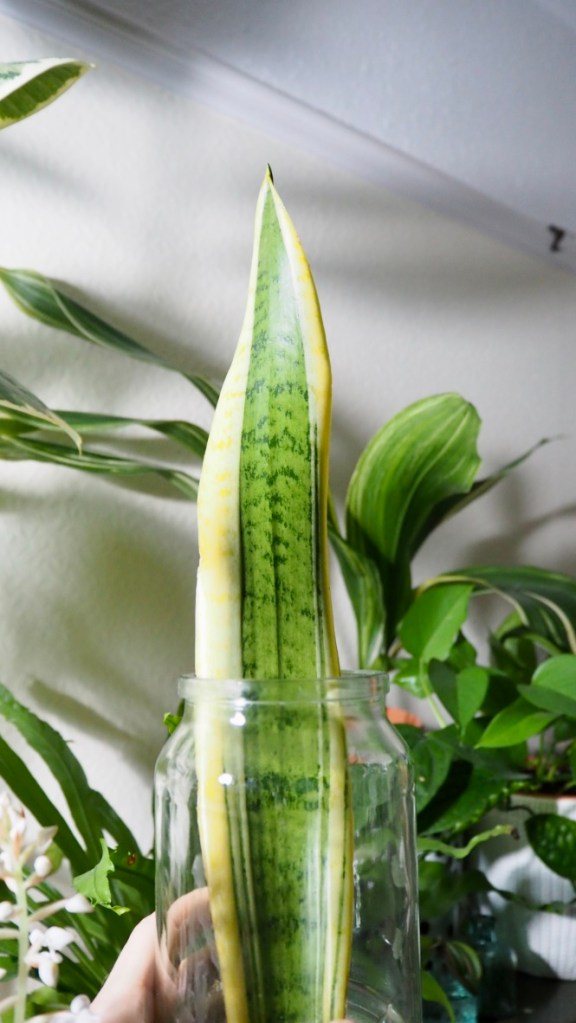 Propagate with me: how to root snake plants, zz plants + tips for ...