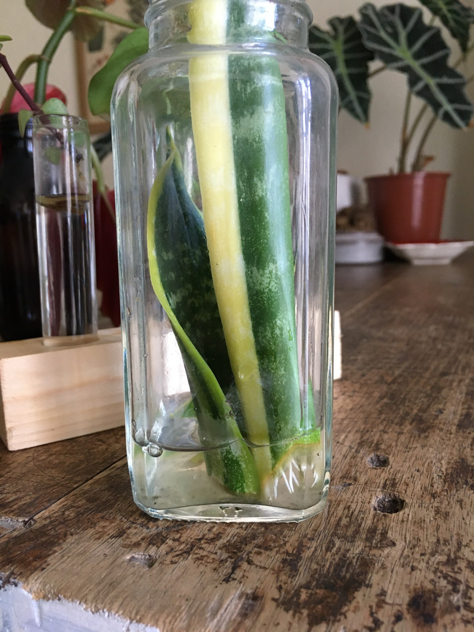 Propagate with me: how to root snake plants, zz plants + tips for ...