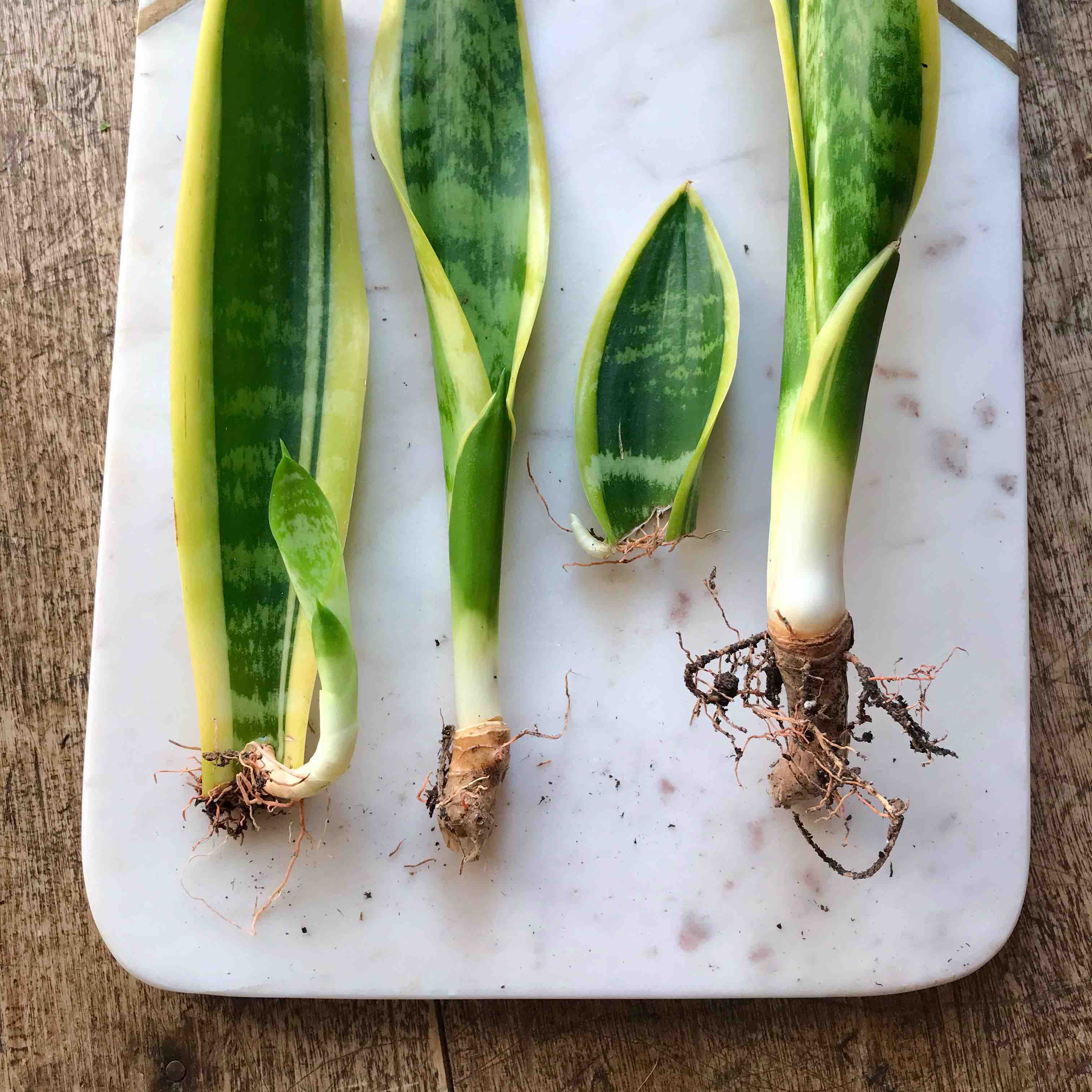 Propagate with me: how to root snake plants, zz plants + tips for ...