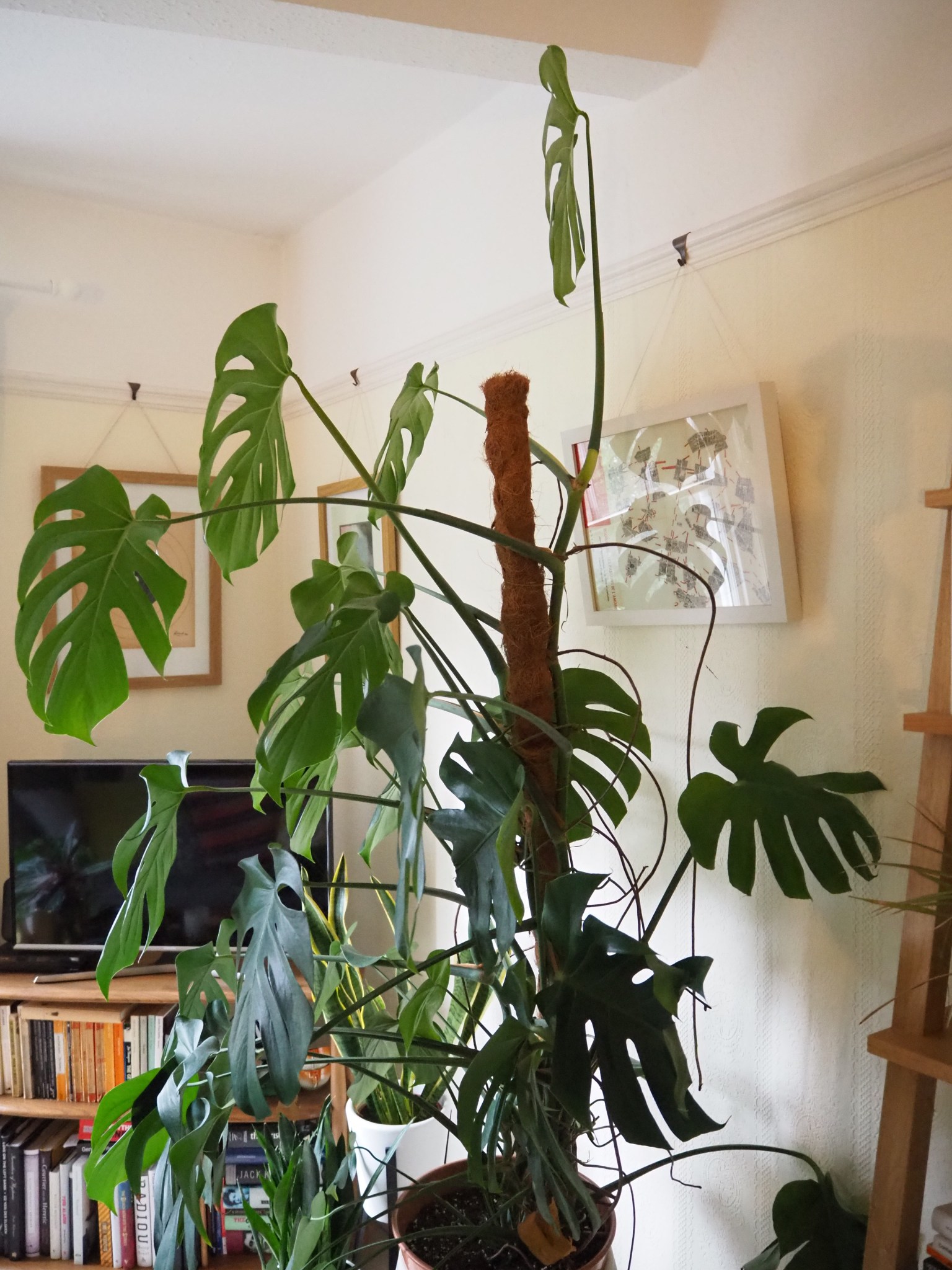 How to train your monstera around a support – HOUSE PLANT HOUSE