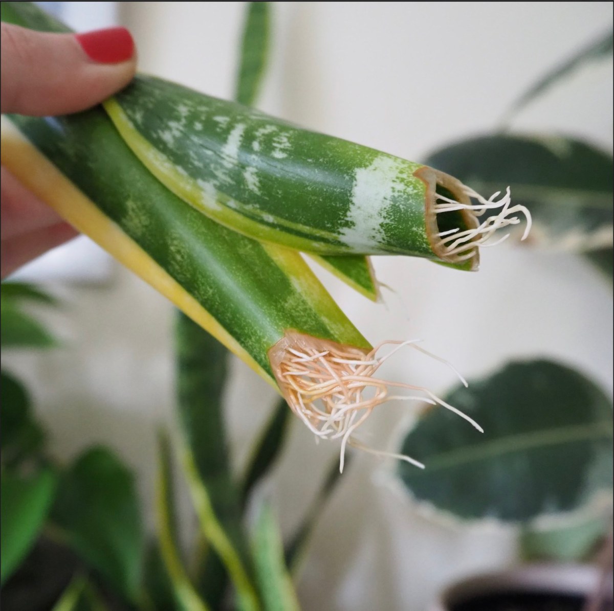 Snake Plant Care Guide – HOUSE PLANT HOUSE